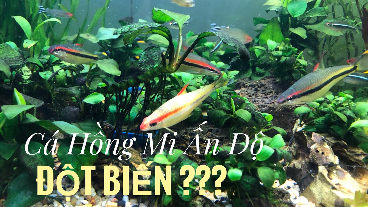 Cận cảnh cá Hồng Mi Vàng (golden denison barb) | BaoChauAquarium - YouTube