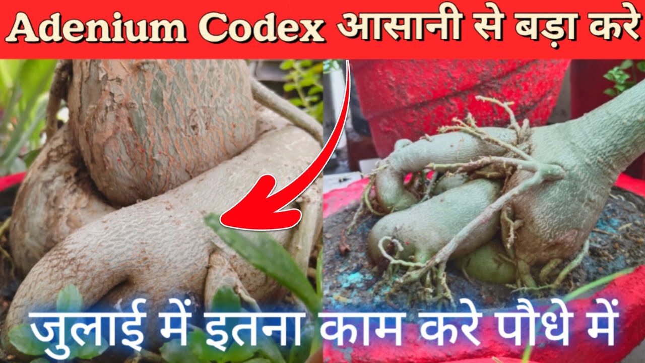 बरसात में Adenium का Codex बड़ा करने का सबसे आसान तरीका / Tips Adenium ...