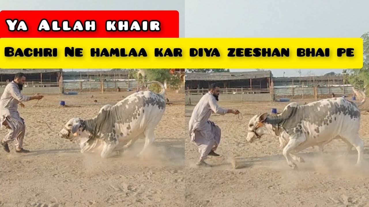 Ya ALLAH Khair Bachri Ne Hamla Kardiya Zeeshan Bhai Jaan Bacha K Bhagay ...