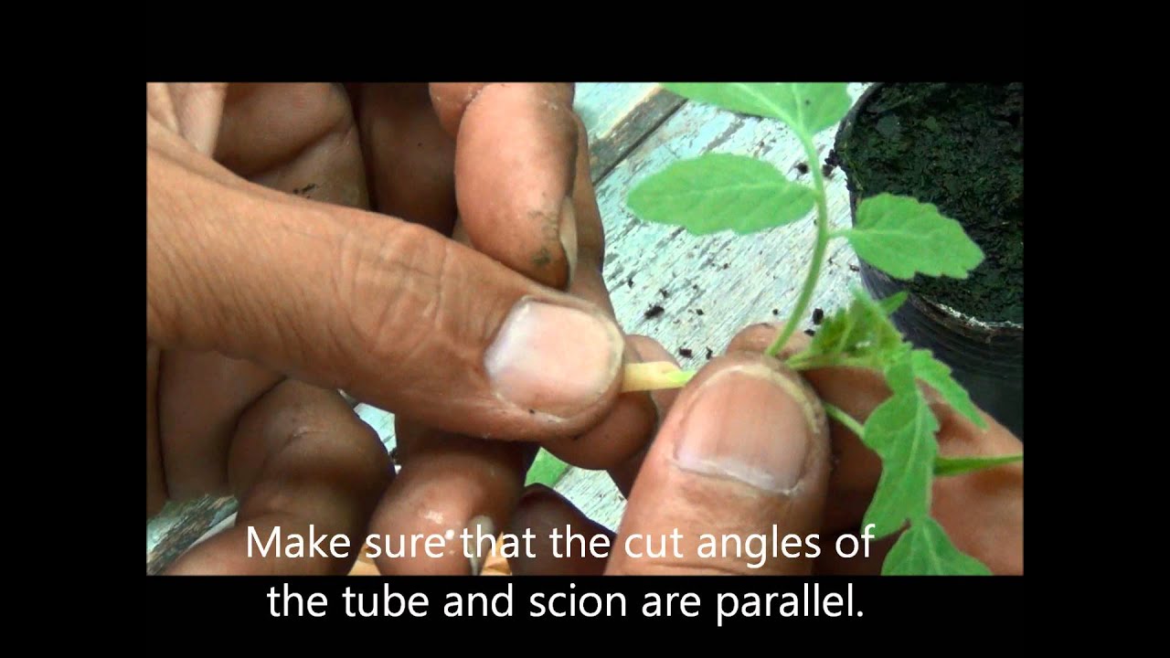 How to graft tomato and eggplant: tube splice method - YouTube