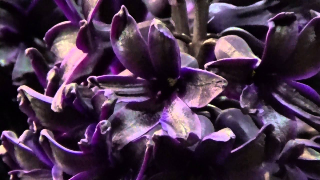 Hyacinth Dark Dimension - Almost Black Hyacinth! Hyacinth Bulbs - YouTube