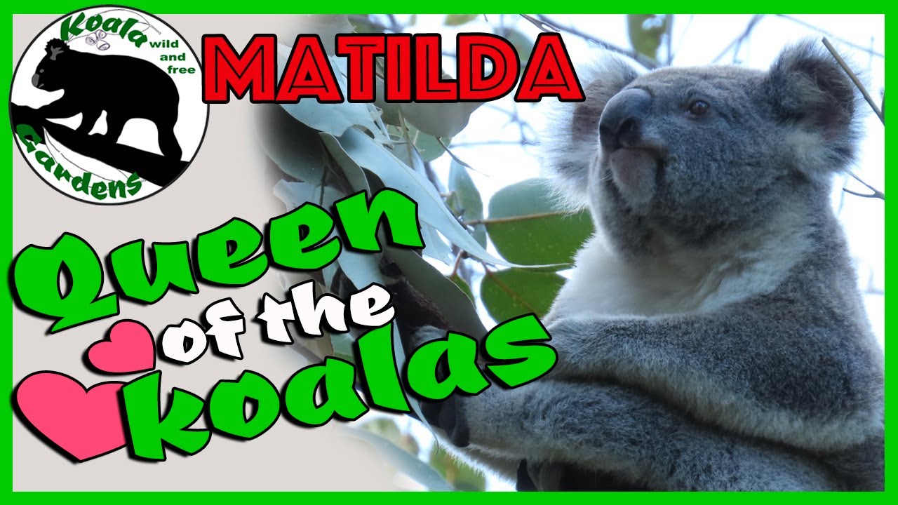 Queen of 🐨👑 koalas - Matilda - YouTube