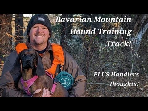 Bavarian Mountain Scent Hounds. Deer Tracking Dog Denali Practice Track ...