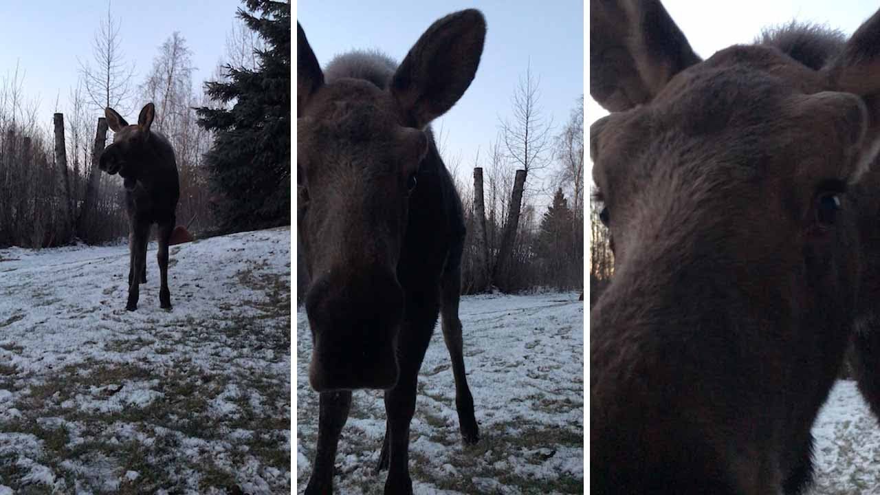Curious Baby Moose Only Wants Cuddles From Woman - YouTube