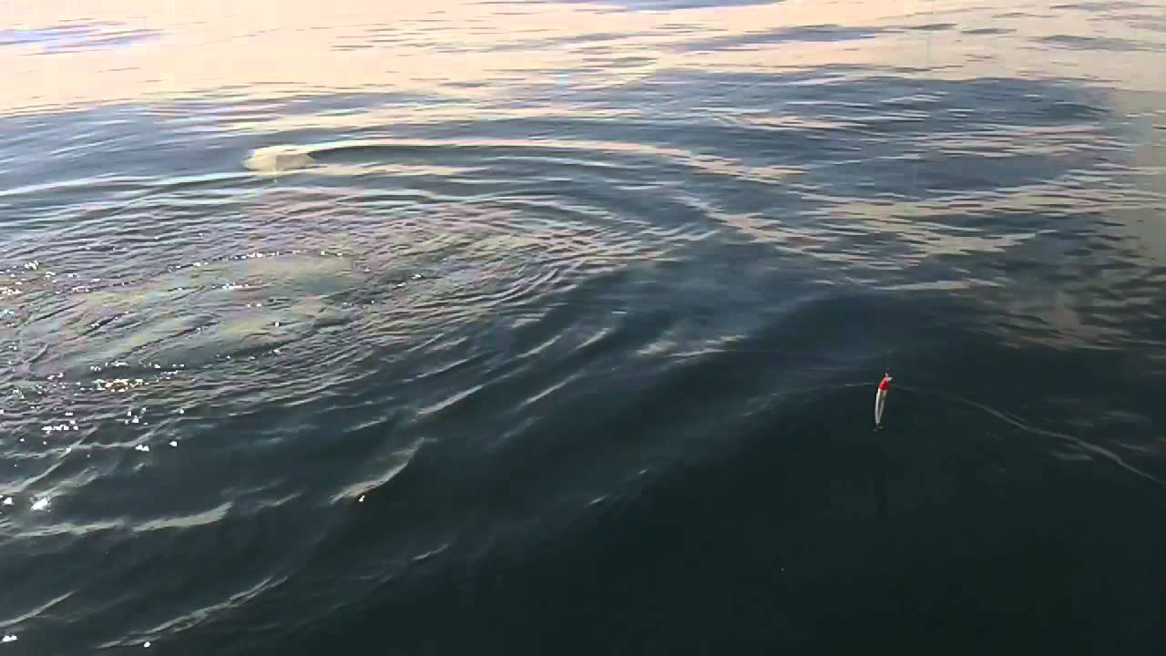 Great Hammerhead in Pensacola Pass - YouTube
