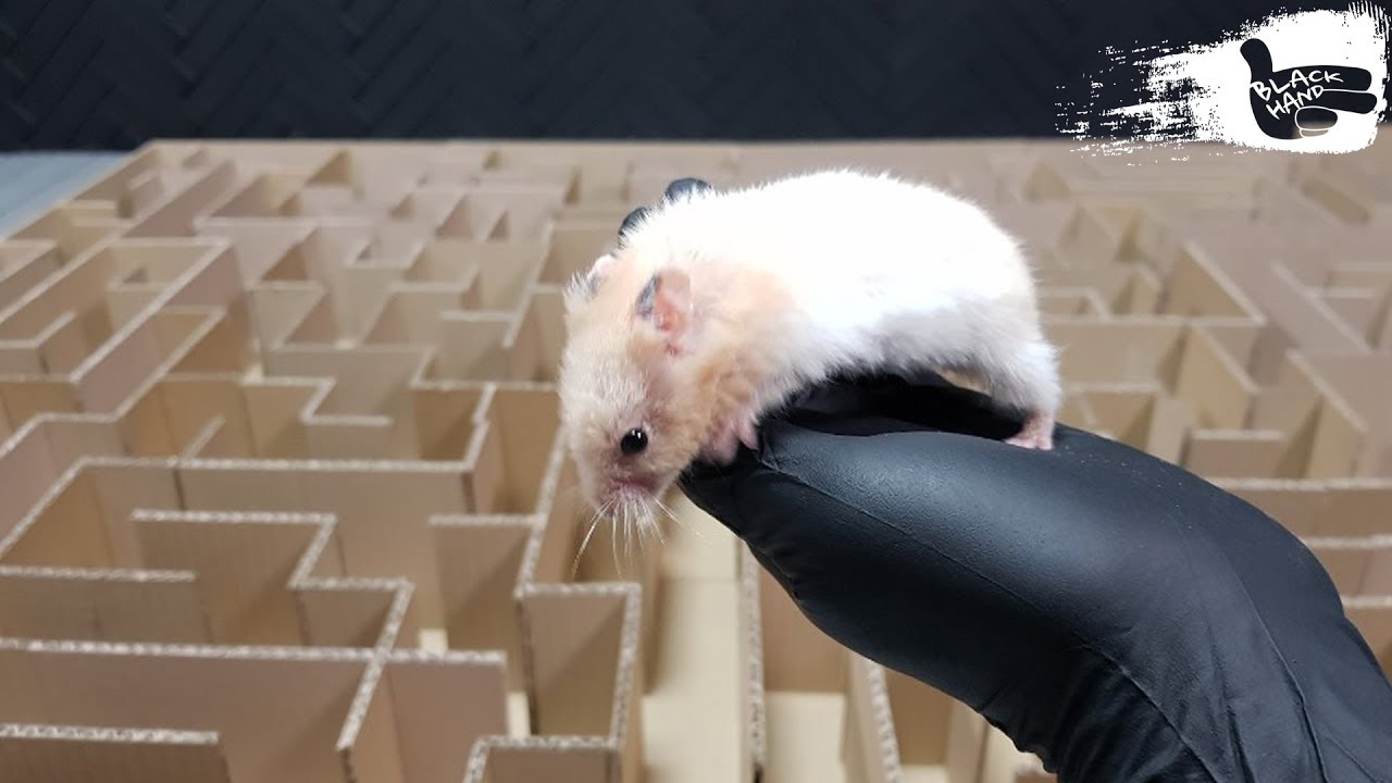 GIANT Maze Labyrinth for hamster. Can they EXIT? - YouTube