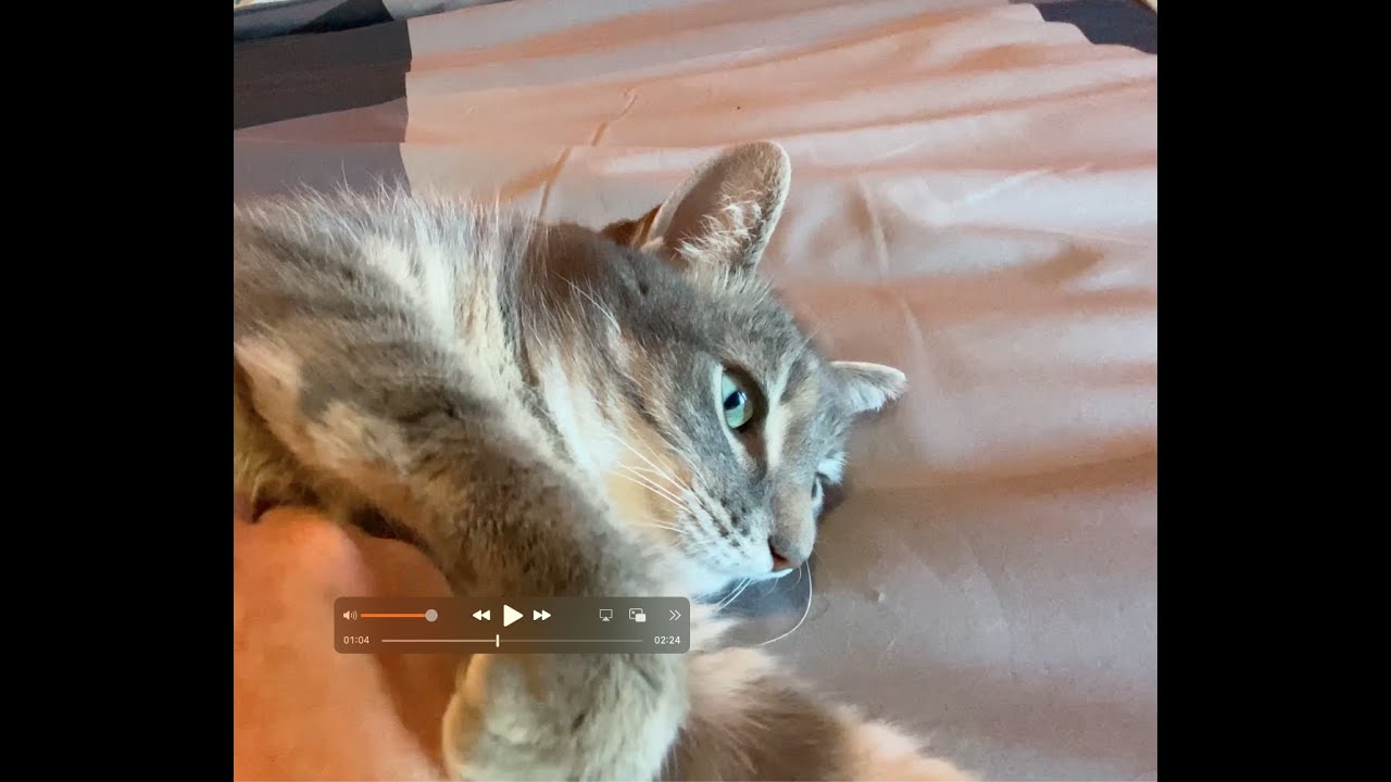 ASMR Cat 4 - YouTube