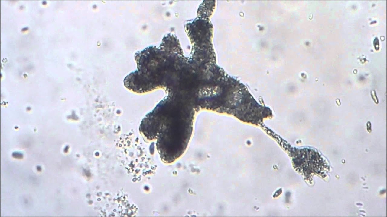 Amoeba Under Microscope 100x