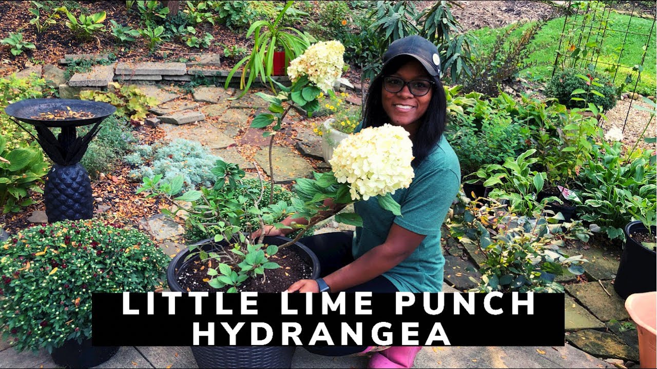 Little Lime Punch Hydrangea by Proven Winners Color Choice Shrubs - YouTube