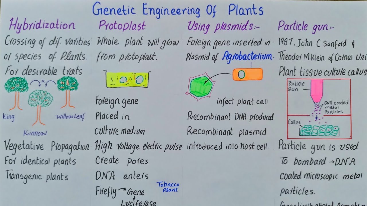 Genetic engineering of plants | class 12 - YouTube