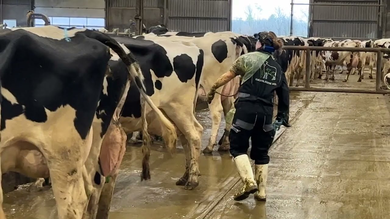 Day on a Dairy Farm: Tractor Ride, Milking Cows, Feeding Calves, and ...
