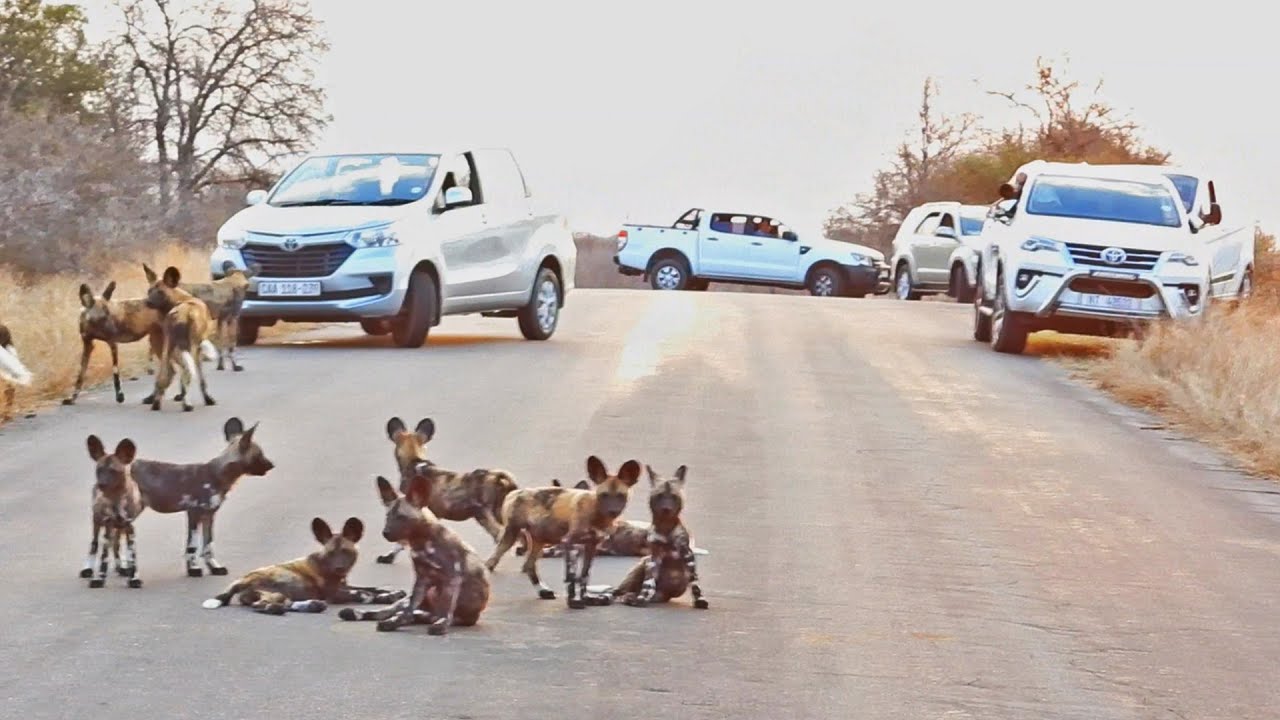 Playing Wild Dog Pups Cause Roadblock - YouTube