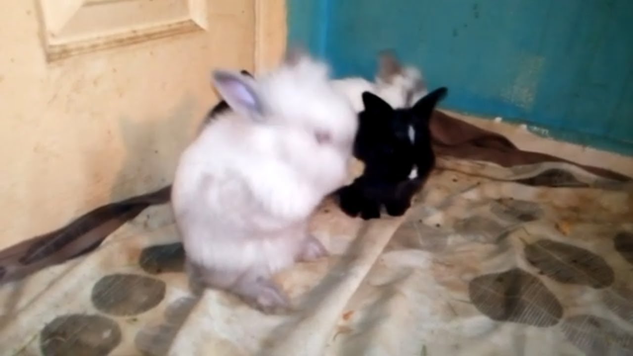 Cute Rabbit Bunny Cleaning her Face. Rabbit and Bunny - YouTube