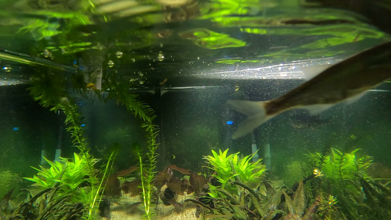 Ostriez v akvariu - YouTube
