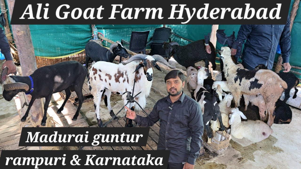 Madurai aggressive sheep Karnataka baby sheep's and rampuri menda ...