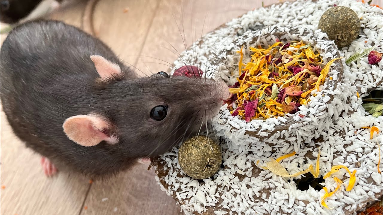 Rescued Rats “Abused” by Vegan Activist?! - YouTube