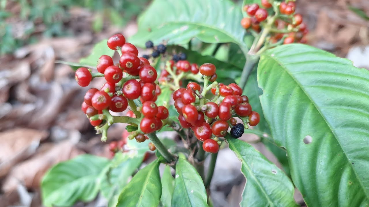 Você conhece essa Fruta? - YouTube