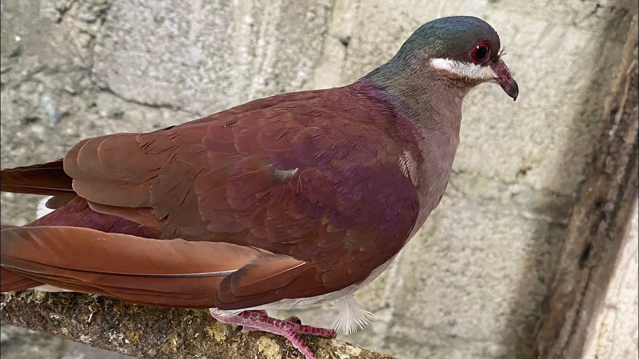 ADIVINEN FUAP NUEVA CRIA PERDIZ CARA BLANCA GIGANTE - YouTube