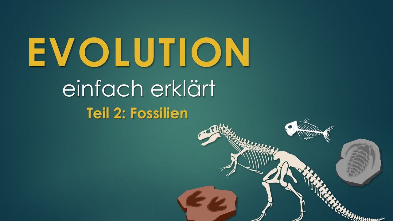 2. Fossilien | EVOLUTION einfach erklärt - YouTube