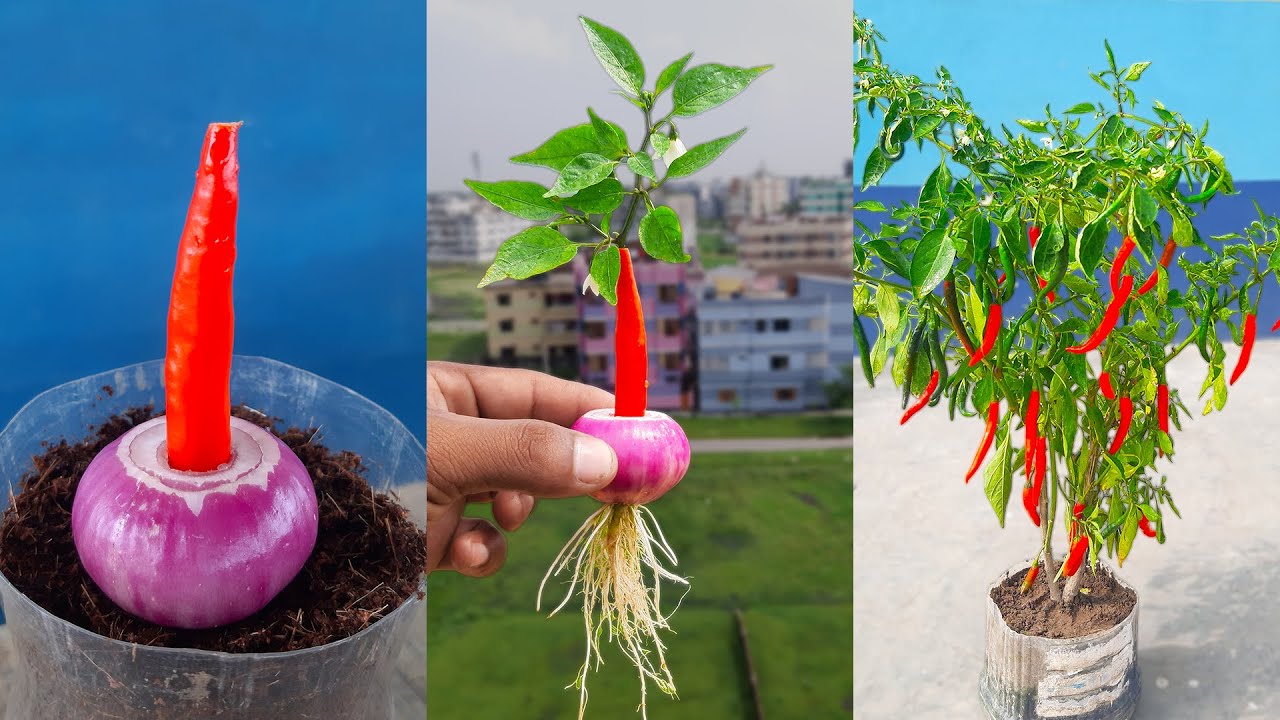 The method of grow chili plant at home || Seed to harvest method for ...
