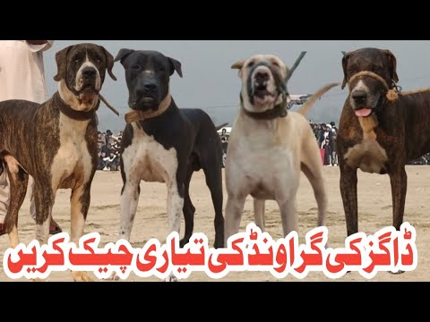 Check out the ground preparation of Sardar Qaiser Sahib's Bid Dogs ...