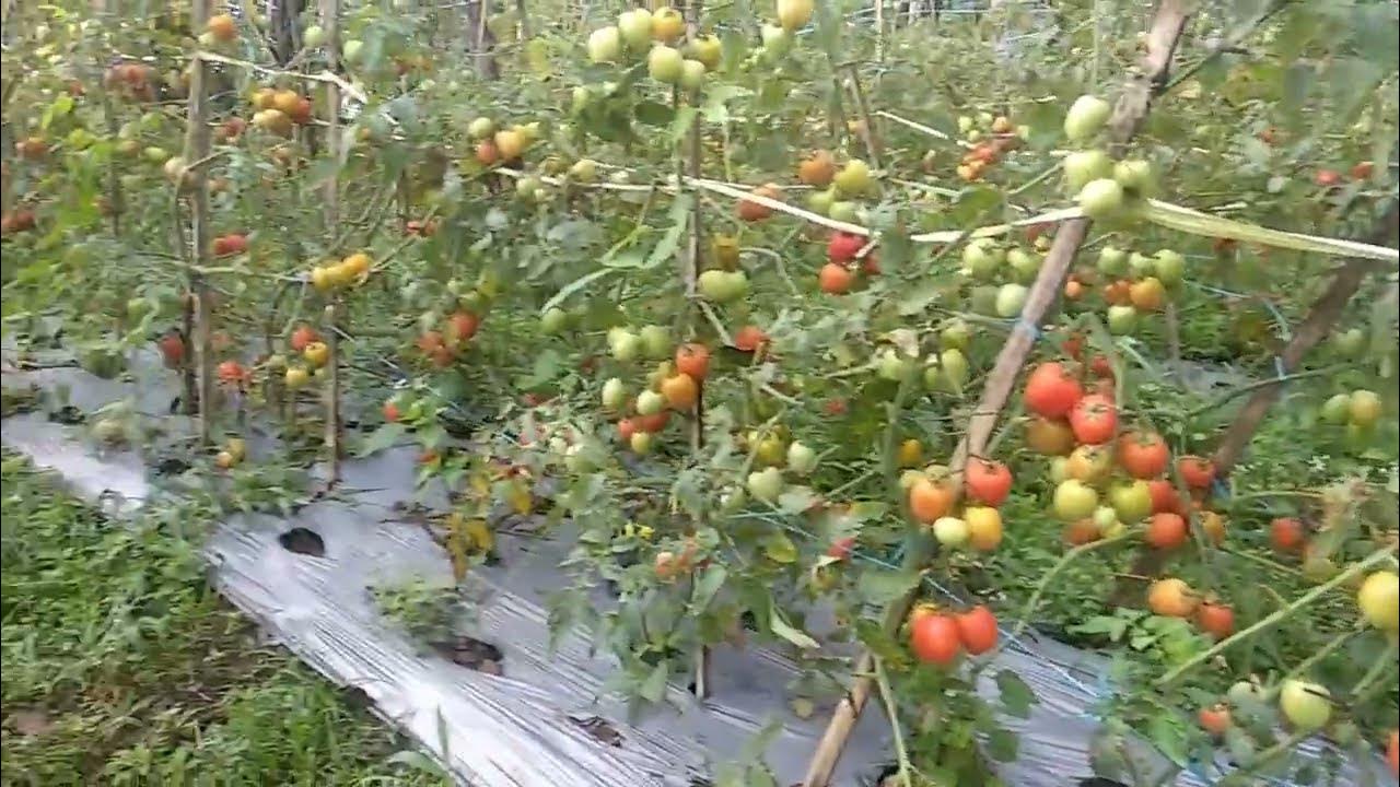 PANEN TOMAT SUPER LEBAT...... GUSTAVI F1 - YouTube