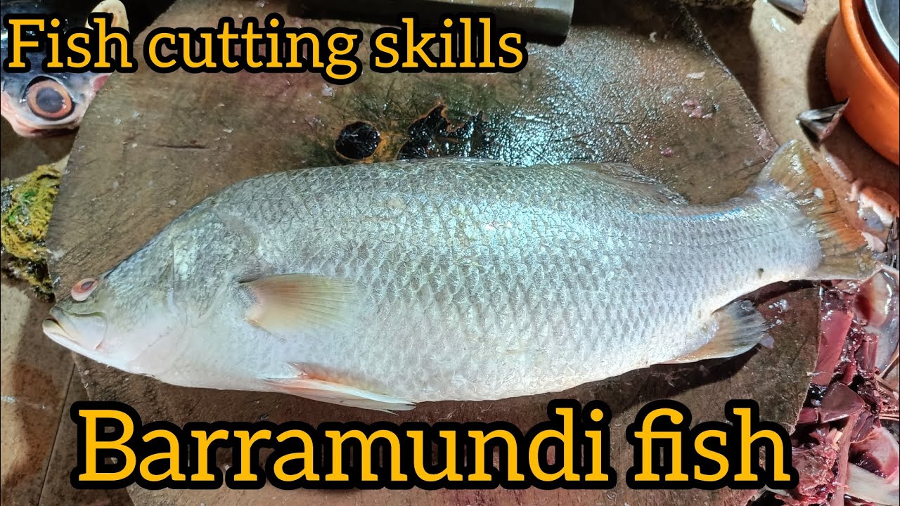 amazing fish cutting skills || barramundi fish || kalanji || vetki || # ...