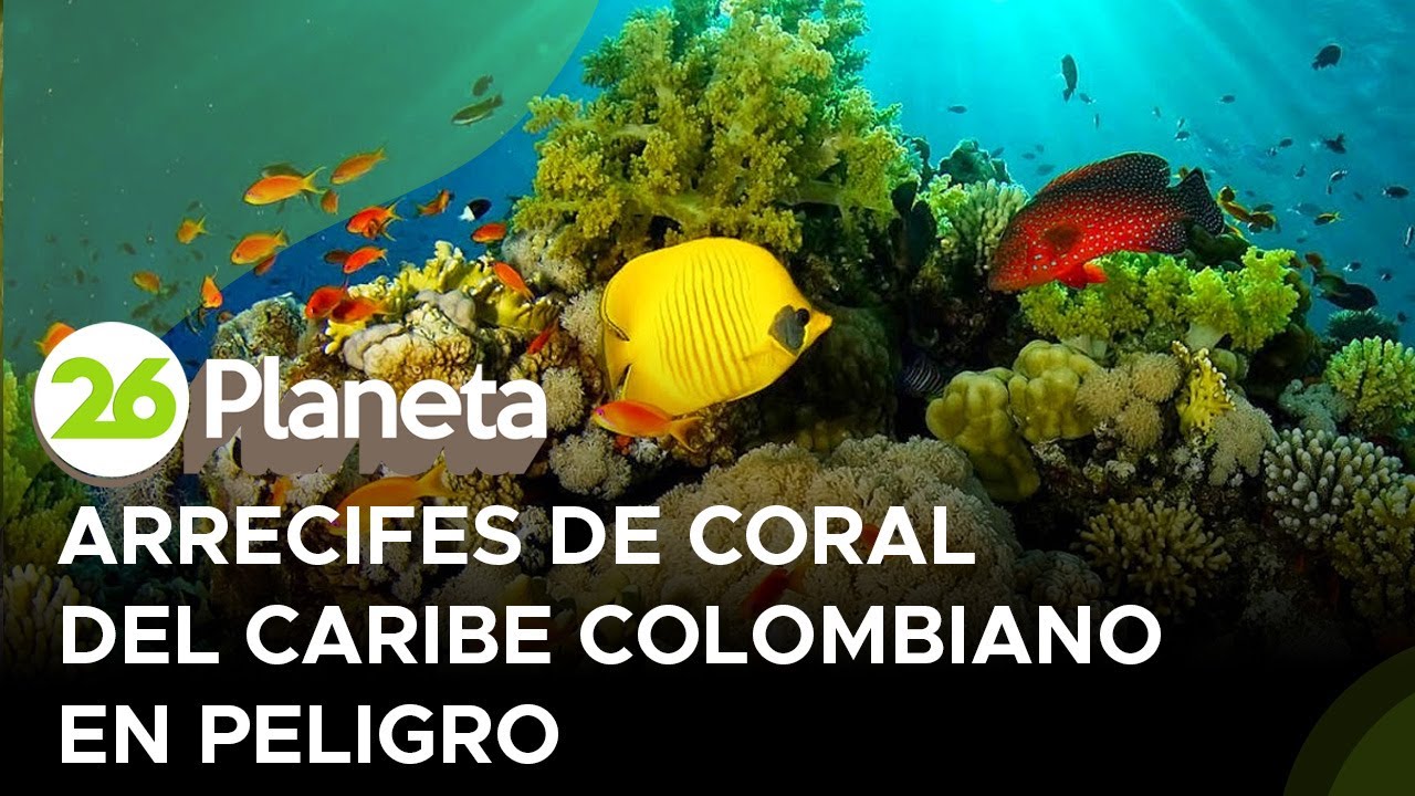 COLOMBIA | Arrecifes de Coral en peligro - YouTube