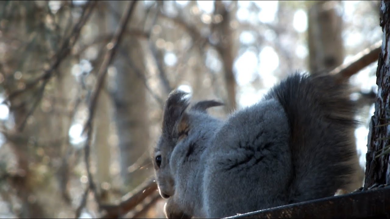 Белка на ветру\Squirrel in the wind - YouTube