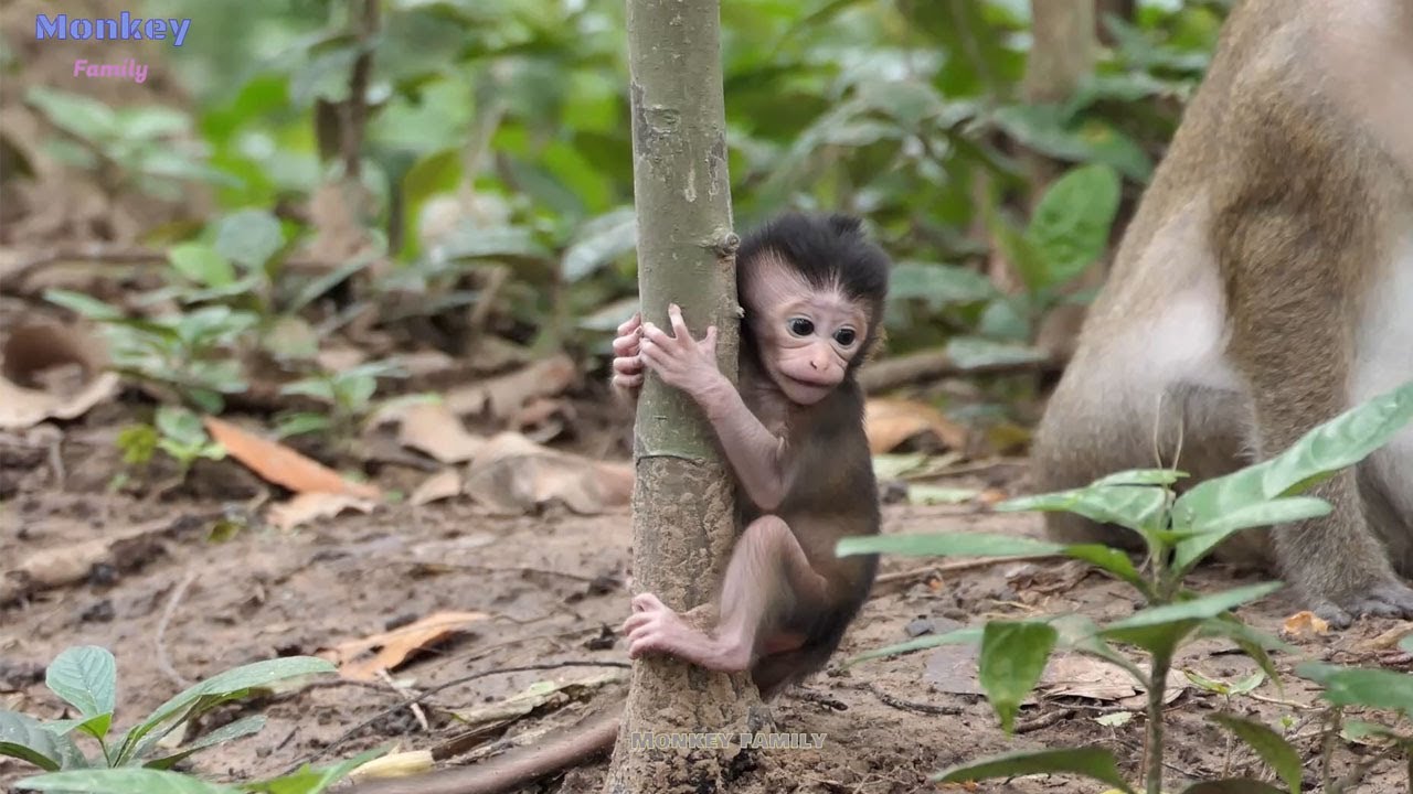 Really cutest small baby monkey Draya learn climbing the tree - YouTube