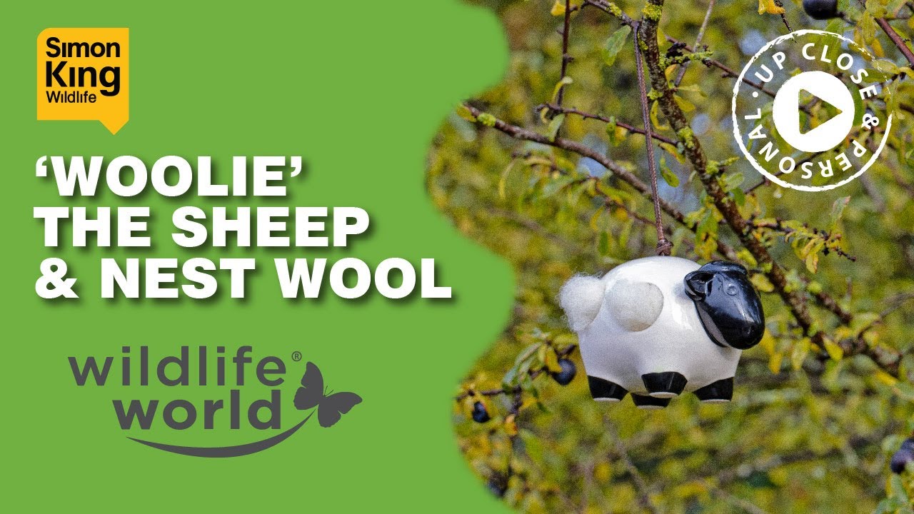 'WOOLIE' THE SHEEP + NESTING WOOL VIDEO - YouTube