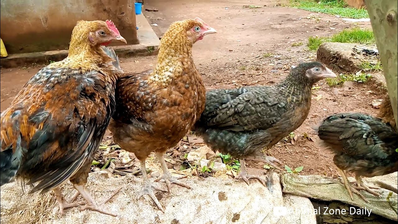 Raising Native Chickens at NO COST! / Free Range Poultry Farming | फ्री ...