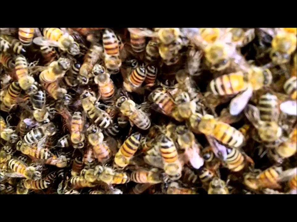 Wayne's Bee's Honey Bee Removal 7-16-2012 and 7-17-2012. Wellington ...