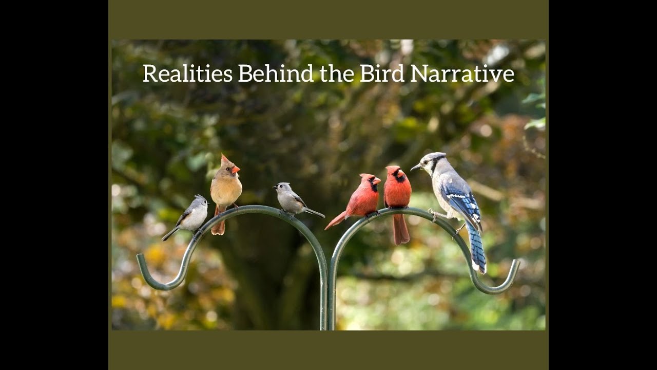 Realities Behind The Bird Narrative - YouTube