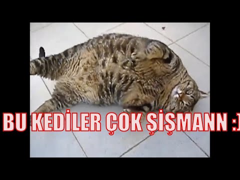 Şişman Kediler Derleme