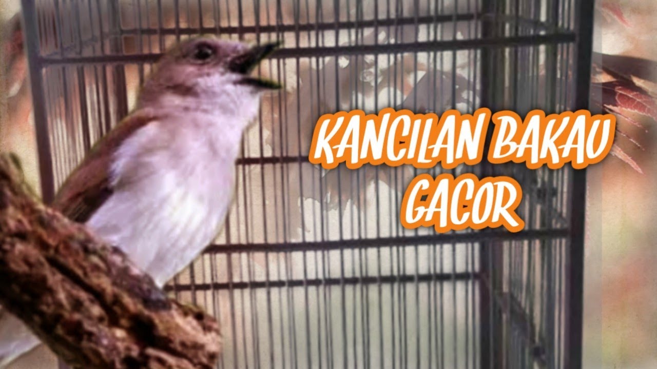 Masteran Suara Burung Kancilan Bakau Gacor - YouTube