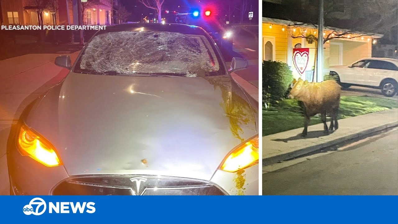 Cow smashes windshield of a Tesla after collision in East Bay - YouTube