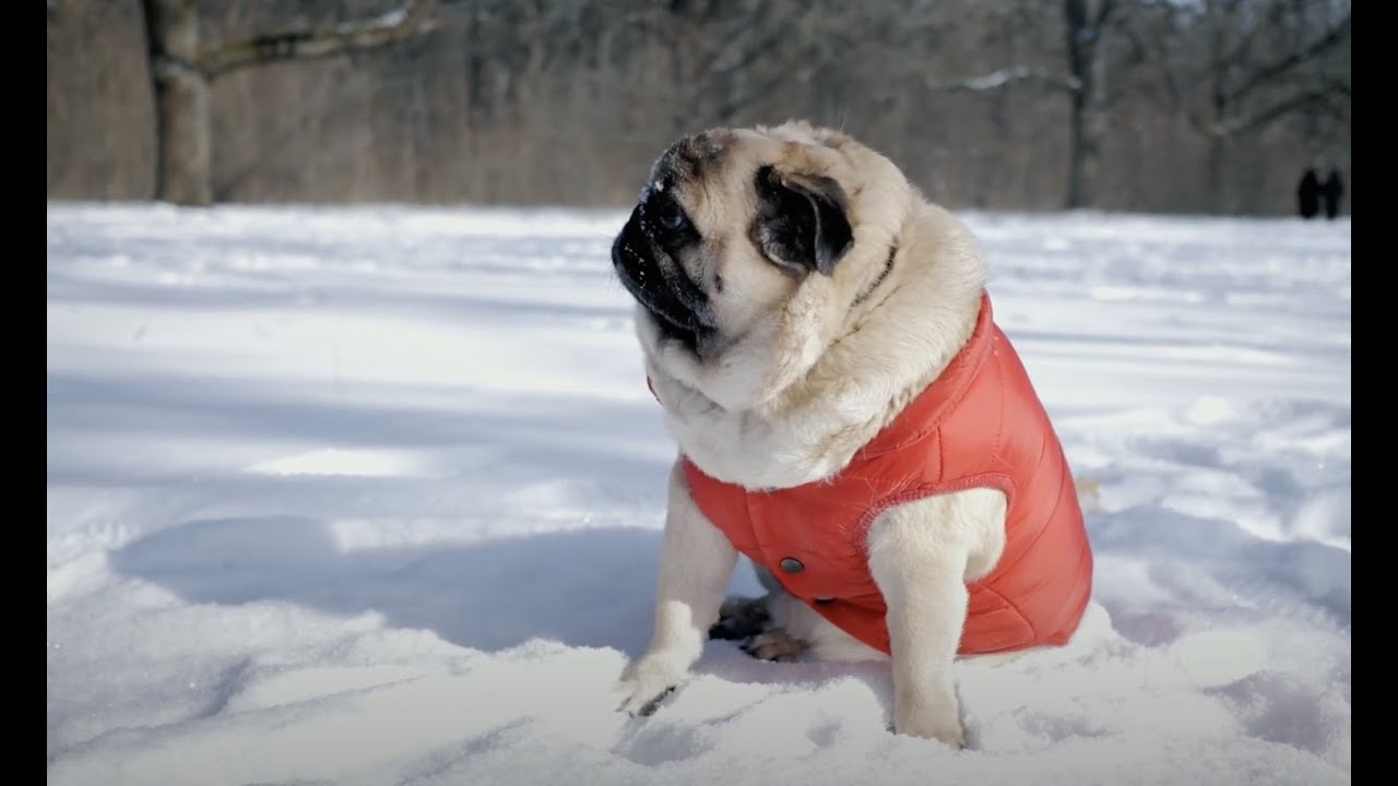 10 Tips to Keep Your Dog Warm and Cozy - YouTube