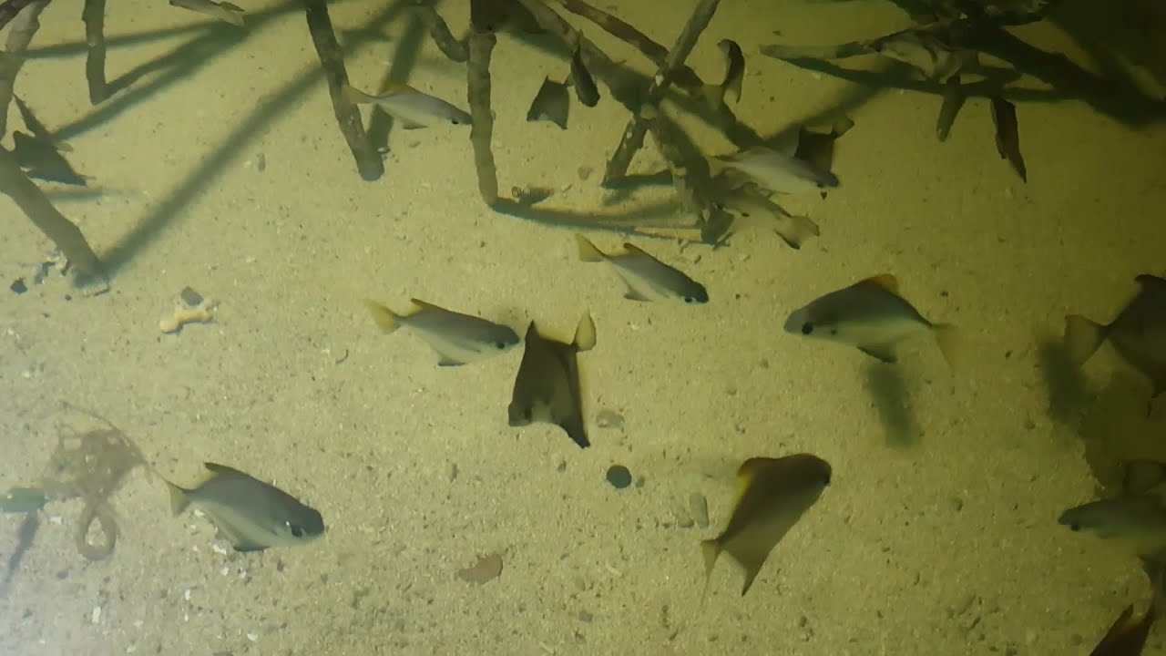 Silver Moony (Monodactylus Argenteus) that live in mangrove forests ...