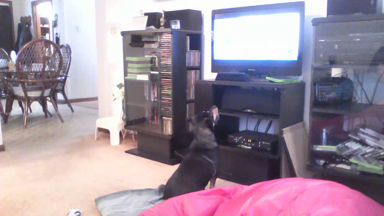 Smart dog is seen enjoying television. To cute to miss. - YouTube