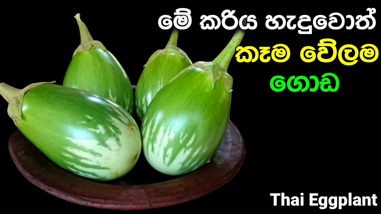 කෑම වේලම ගොඩ දාන තලන බටු ( එළබටු ) | Thalanabatu | Elabatu | Thai ...