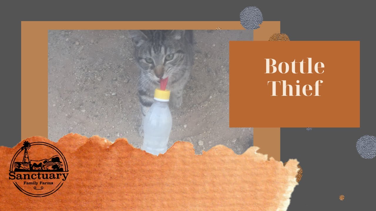 Bottle Thief - YouTube