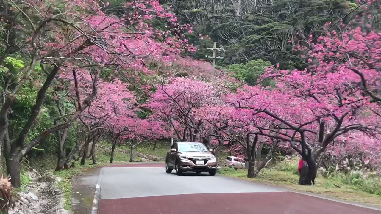 Beautiful Okinawa’s Sakura Blossom January 27, 2018 - YouTube