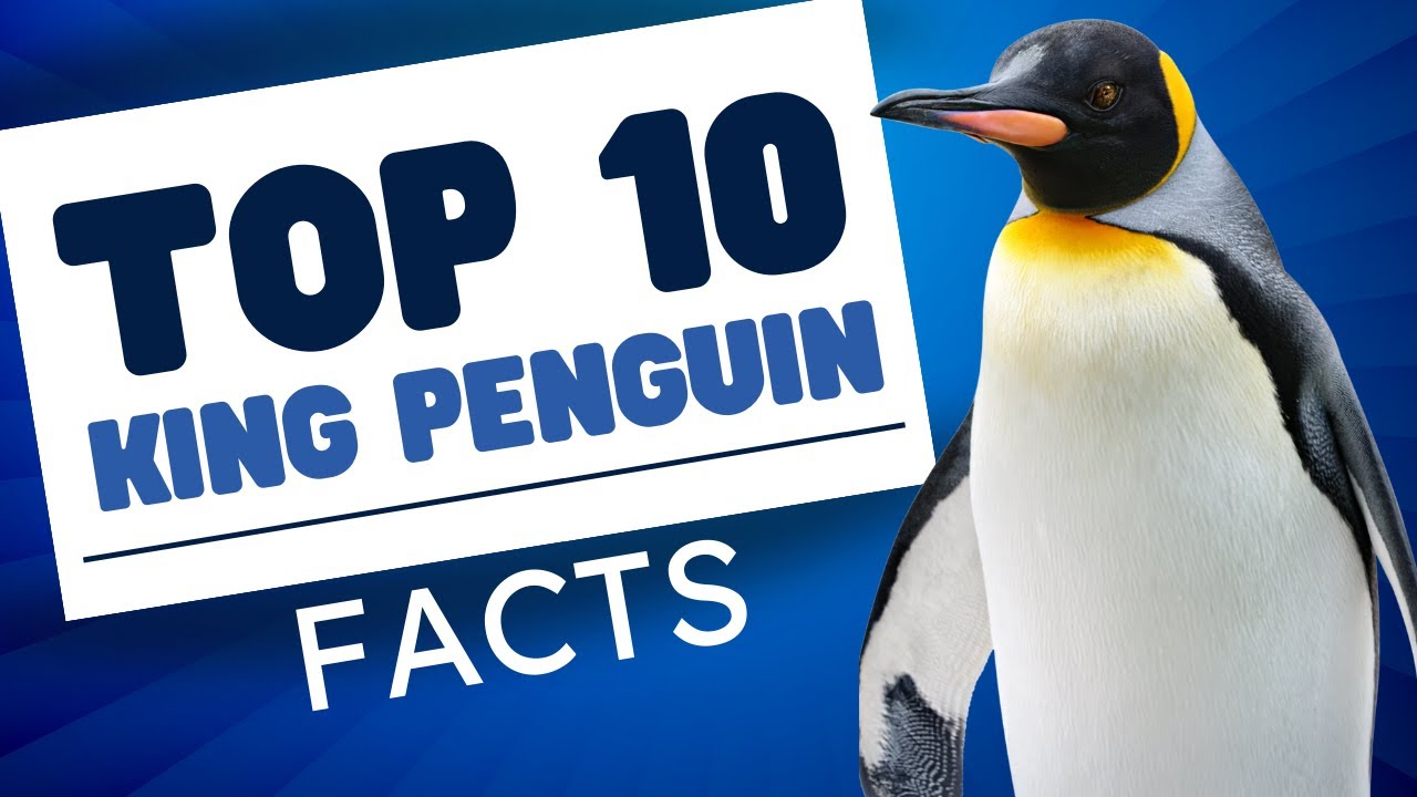Top 10 Interesting King Penguin Facts - Penguins 101 - YouTube