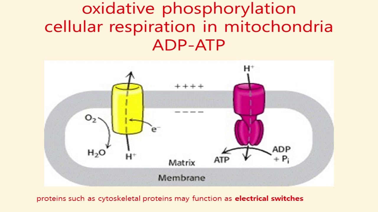 electric charger for human cells 강의4 - YouTube