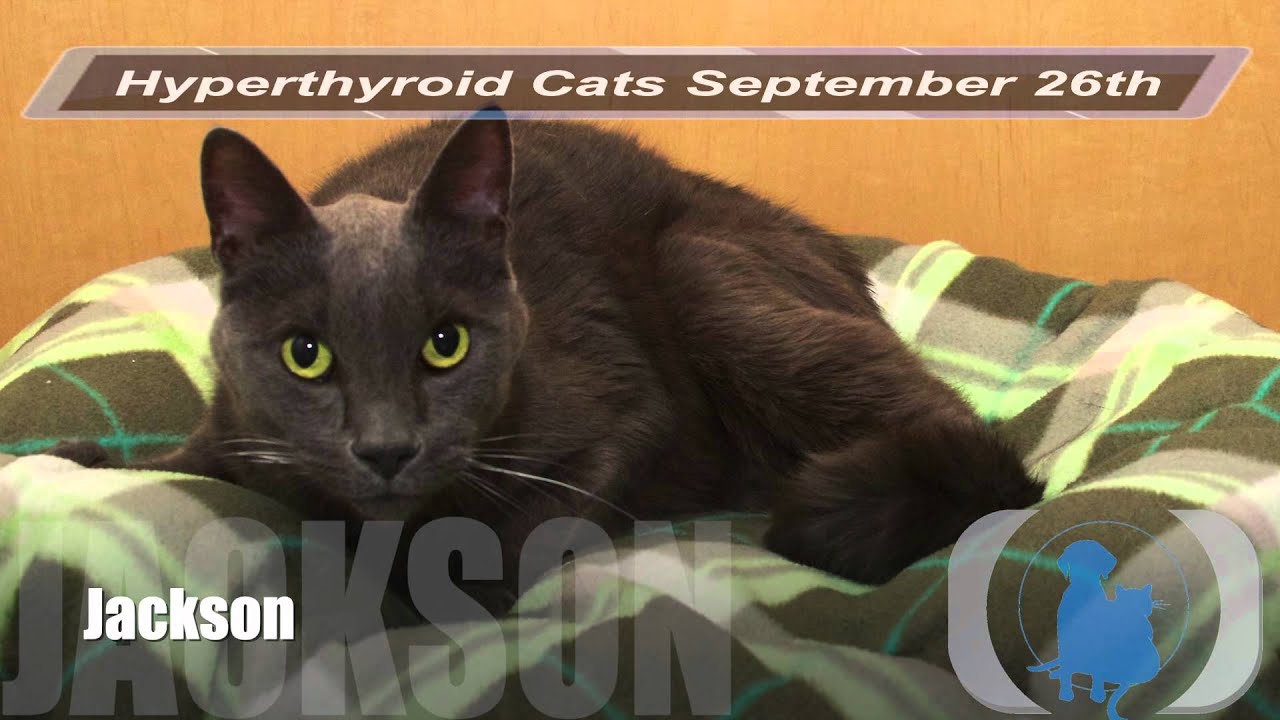 Hyperthyroid Cats September 26th - YouTube
