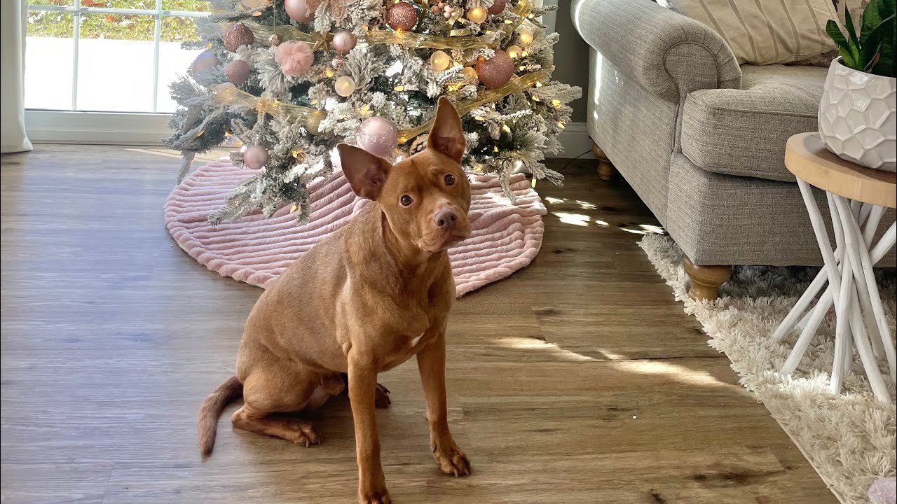 Tatum New Christmas Tree - YouTube