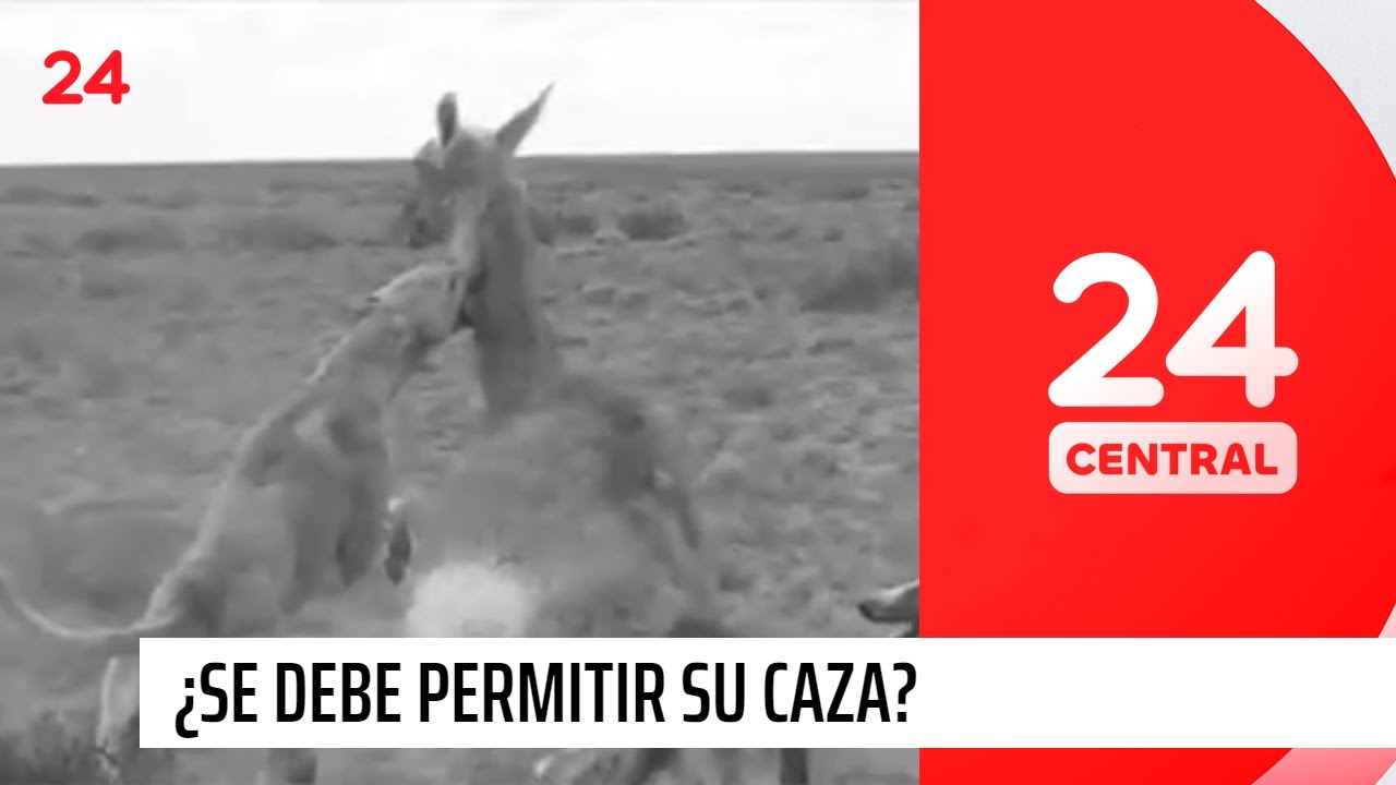 Animalistas y crianceros se enfrentan por perros salvajes | 24 Horas ...