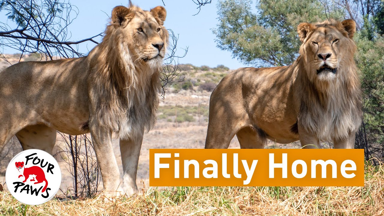 Finally Home - The 5 Romanian Lions - YouTube