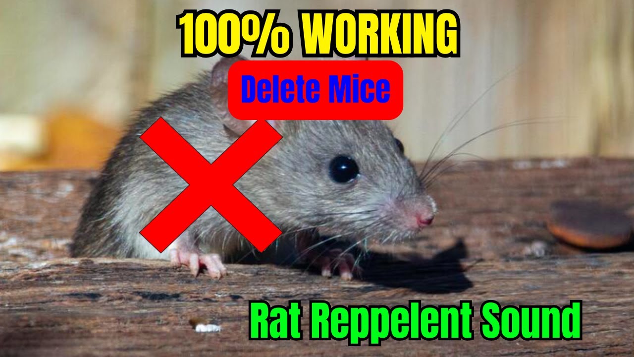 15000Hz, 17500Hz & 20000Hz Ultrasonic Ultimate Extreme Mouse and Rat ...